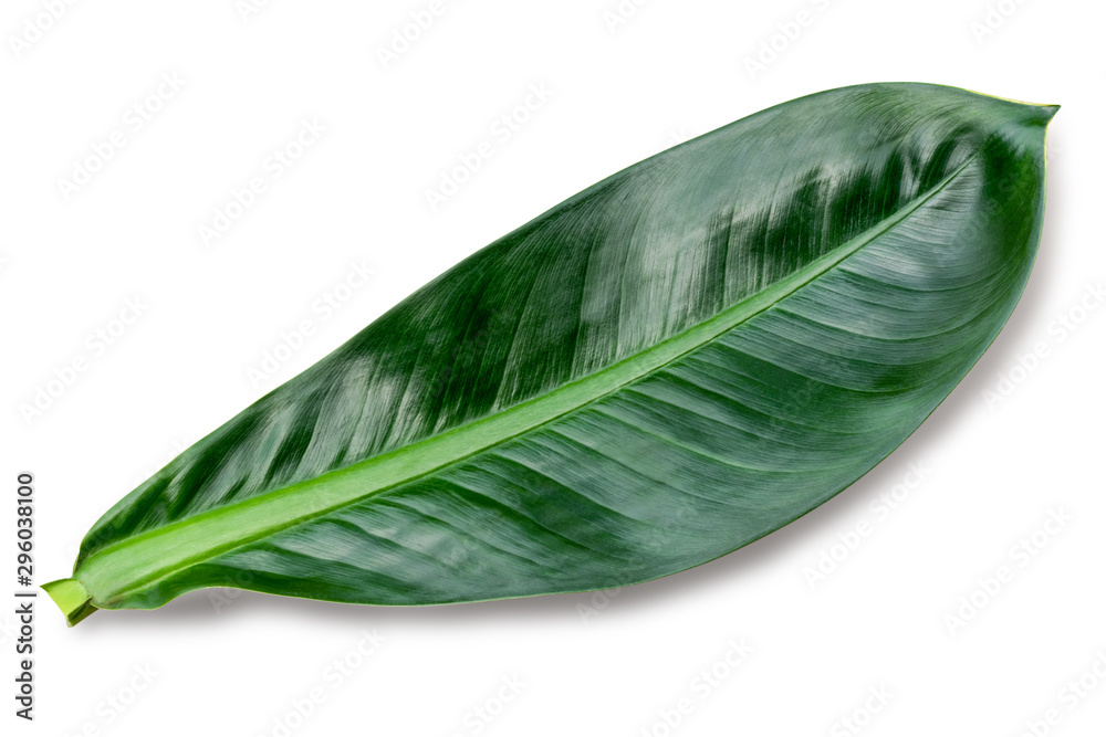 Tropical large and long green leaf isolated on white background with ...