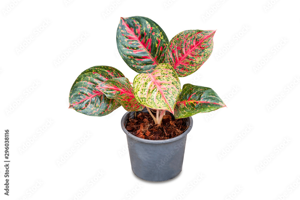 Aglaonema Modestum