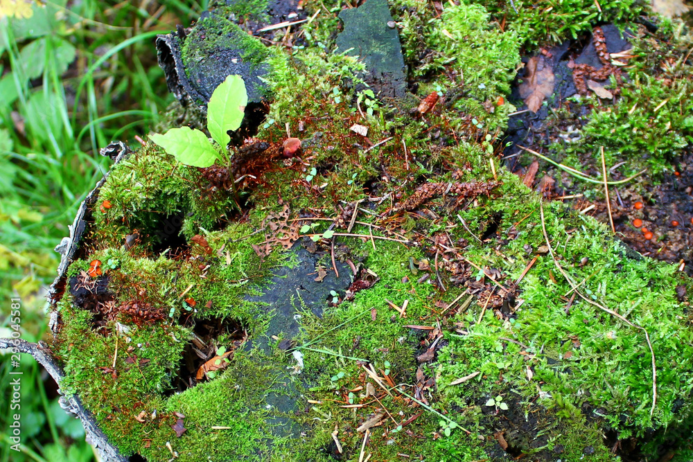 Moss on the stump of green vegetation, great design for any purpose ...