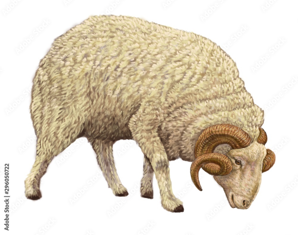 Aries RAM, farm animals illustration, art on isolated white background ...