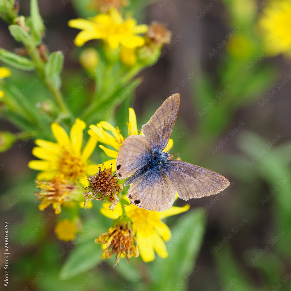 Late Autumn butterfly. Lampides boeticus ie Pea blue or Long tailed ...