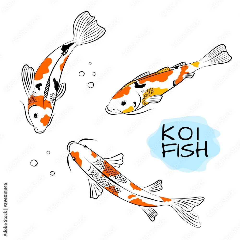 Chinese Goldfish Illustration