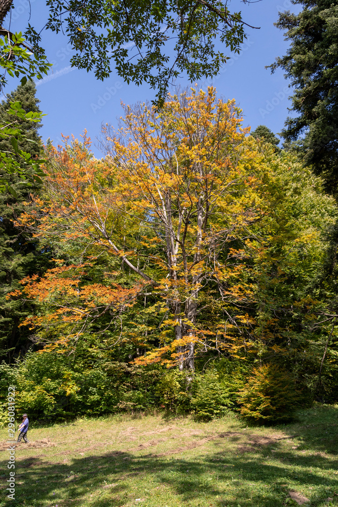 Bosque frondoso con hojas otoñales. Stock Photo | Adobe Stock