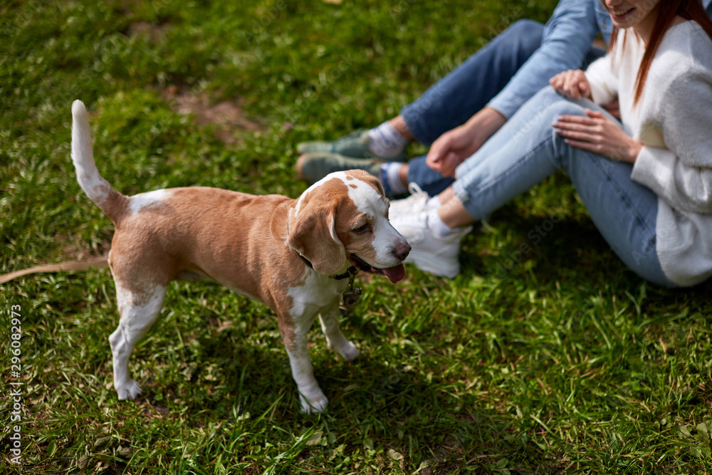 Dog Walking Side View