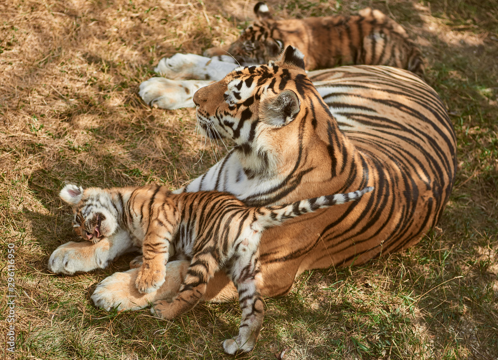 Baby Tiger Playing Pictures