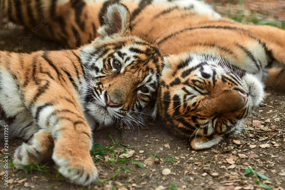 Two little tiger cubs outdoors. Tiger kindergarten. Wild animals in ...