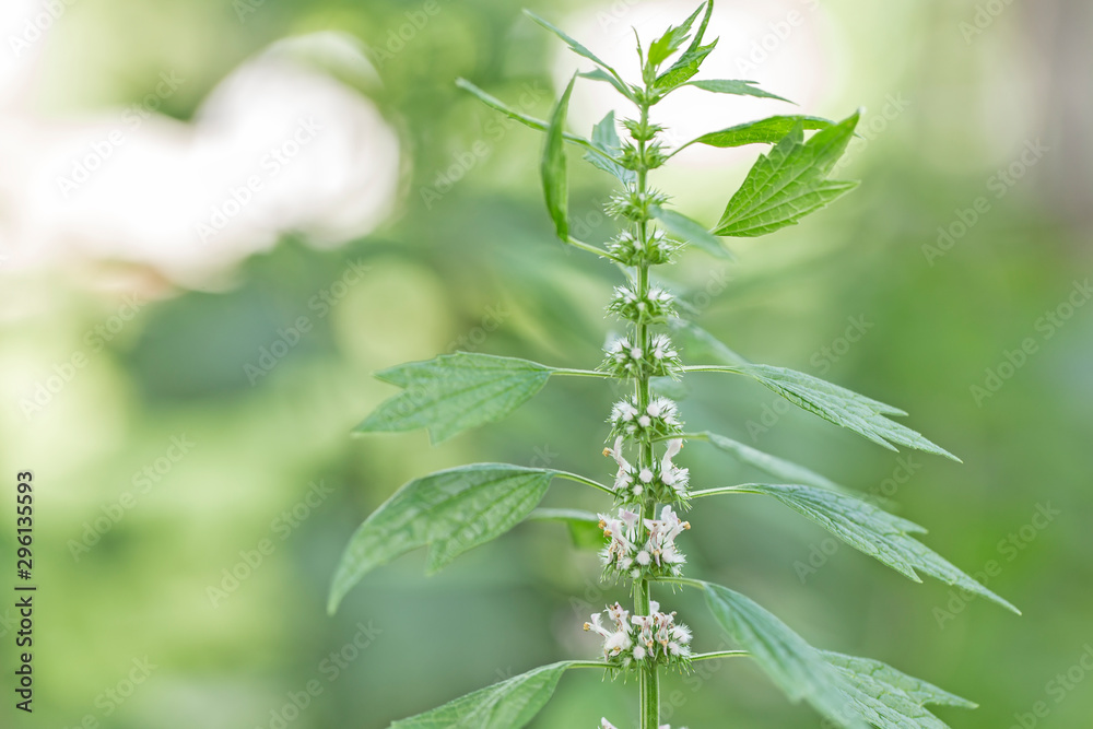 Motherwort Flower (Leonurus cardiaca) medicinal and honey plant of the ...