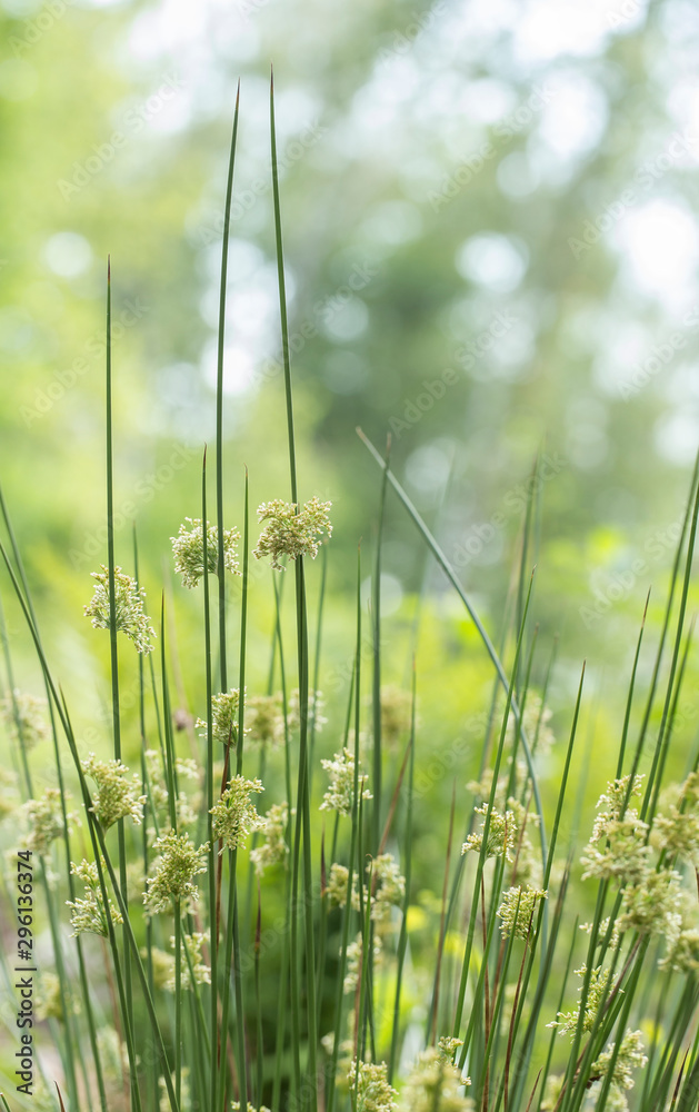 Juncus effusus plant of the family Juncaceae, in nature, selective ...
