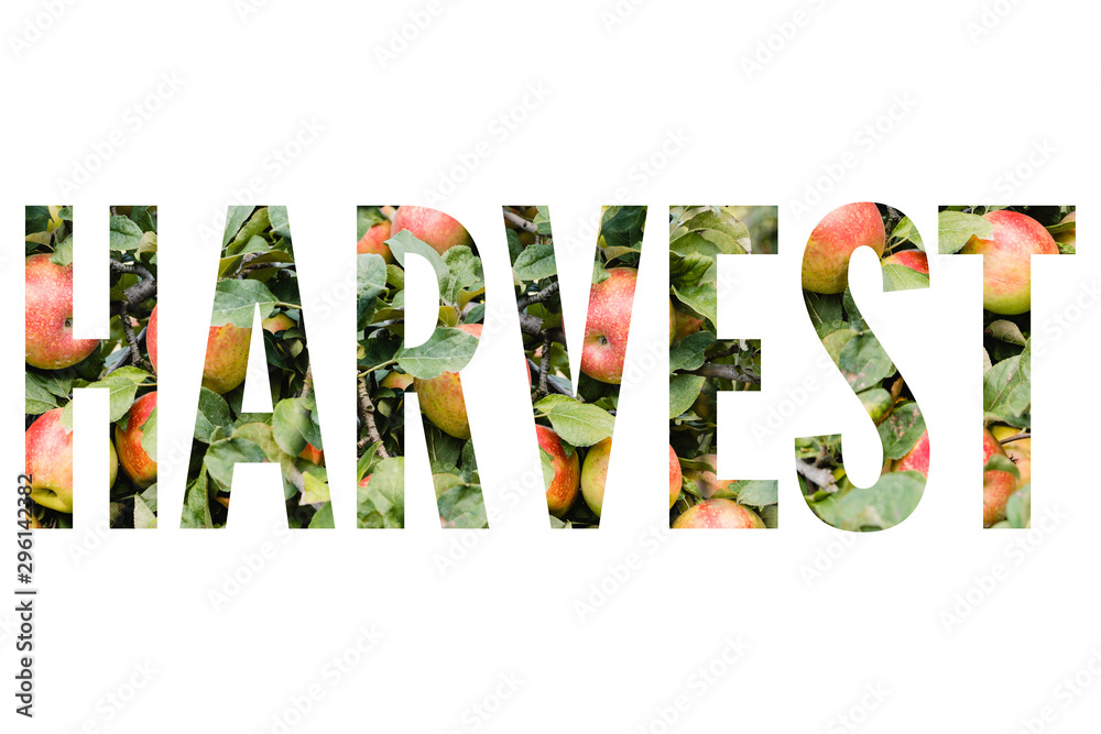 Harvest Word Filled with Apples, Fall Concept Isolated on White ...