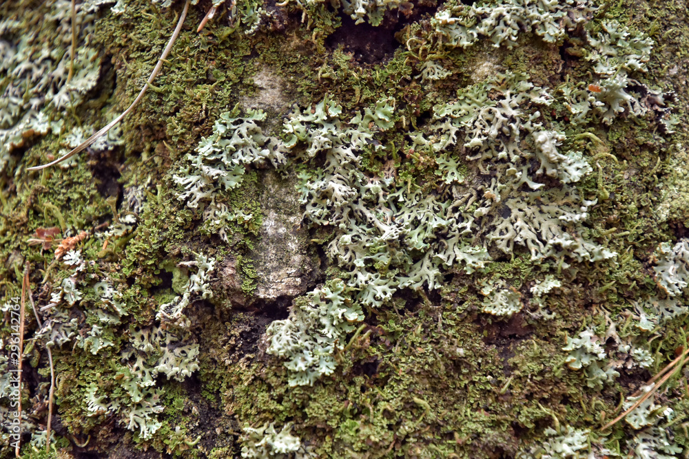 Lichens In The Ecosystme