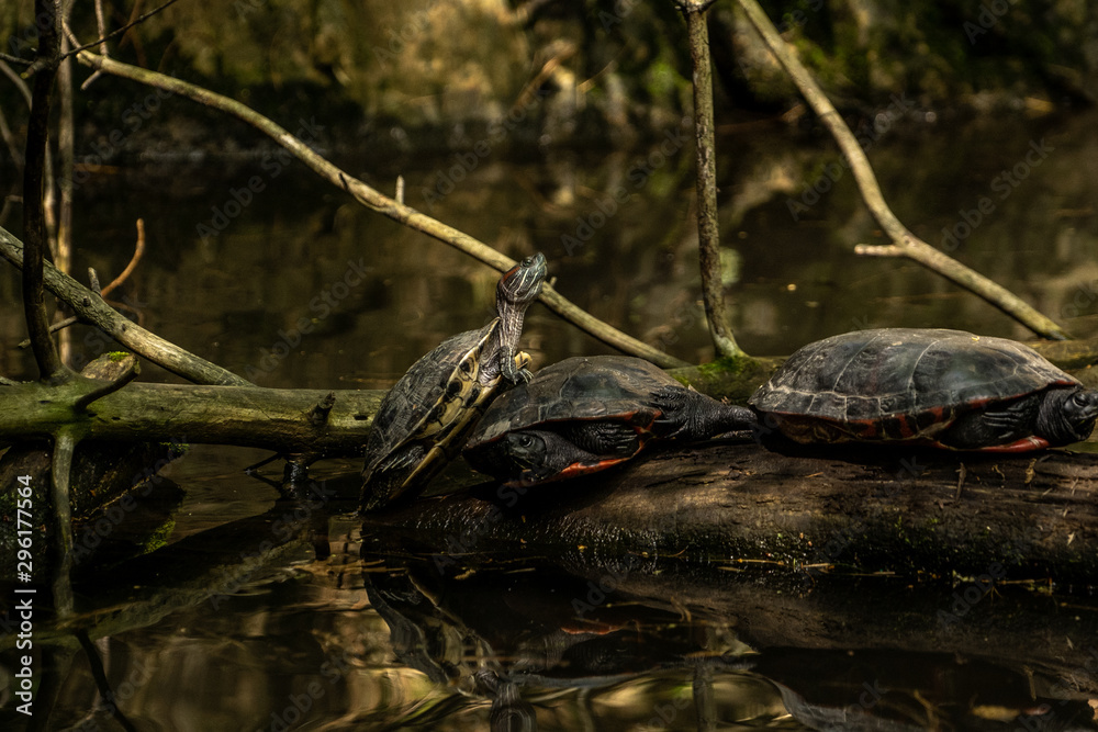 turtles in the amazing Central Park zoo in New York city, New York city ...