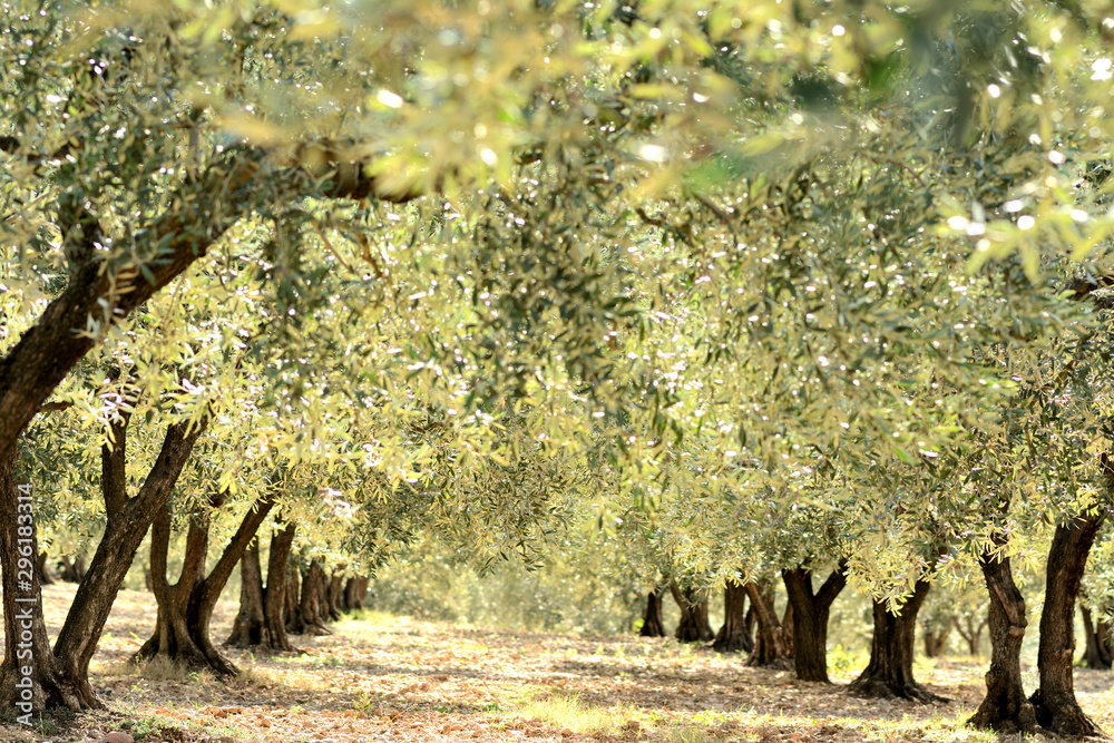 Foto de Lines of sunny olive trees in a field, makes ranges. Blurred ...