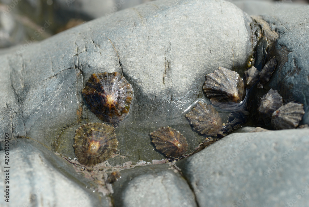 Barnacles attached to the stones on the beach. Patella vulgata, is an ...