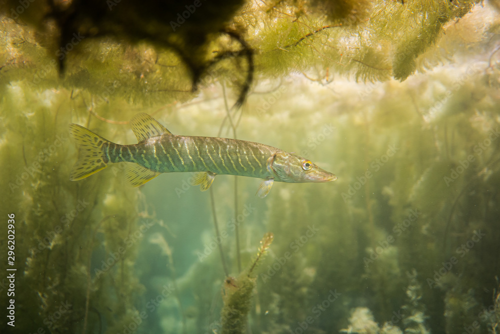 pike under water image, baby pike in a lake under water, underwater ...