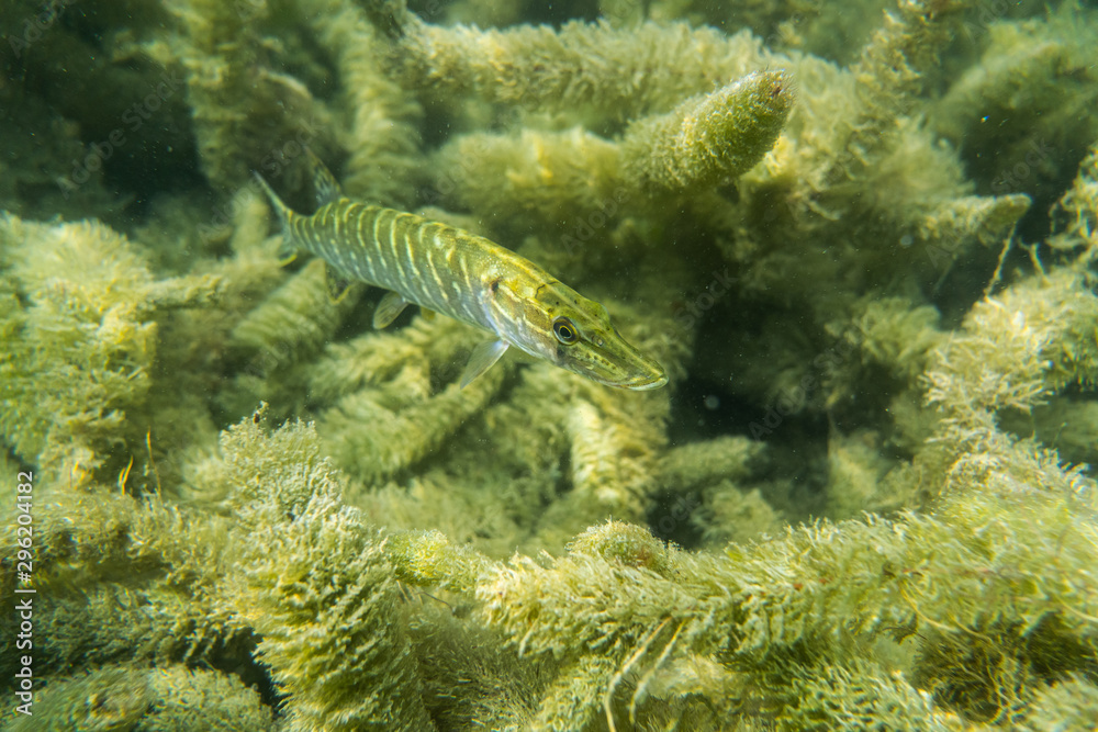 pike under water image, baby pike in a lake under water, underwater ...