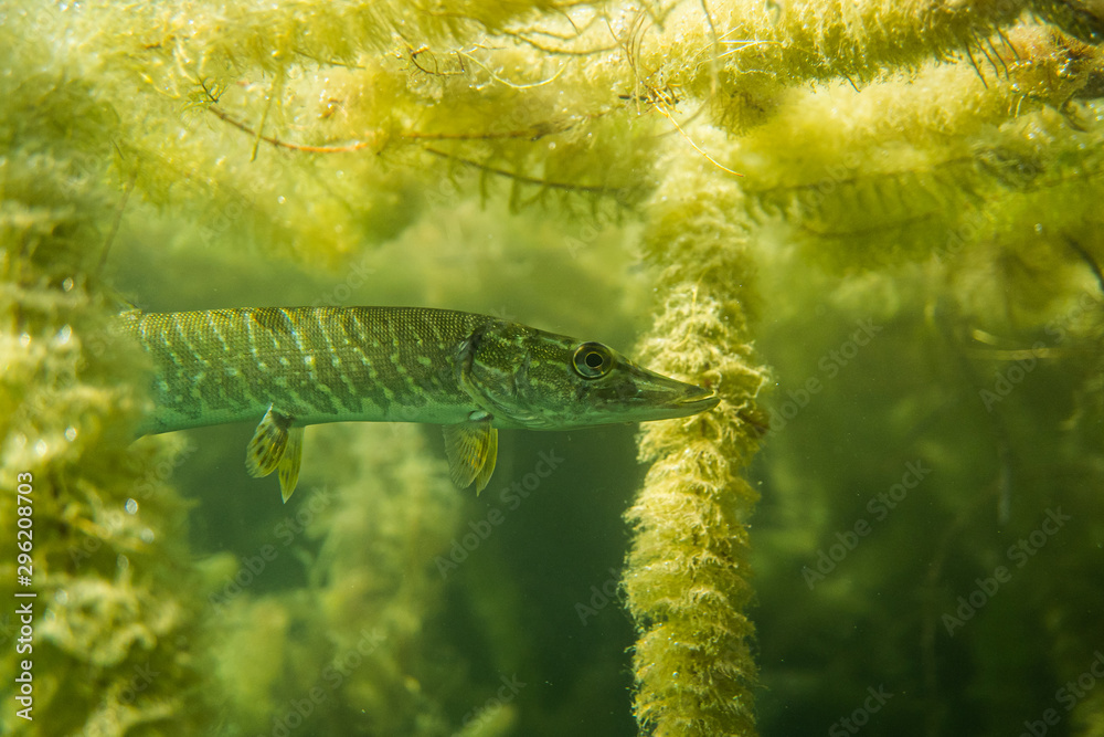 pike under water image, baby pike in a lake under water, underwater ...