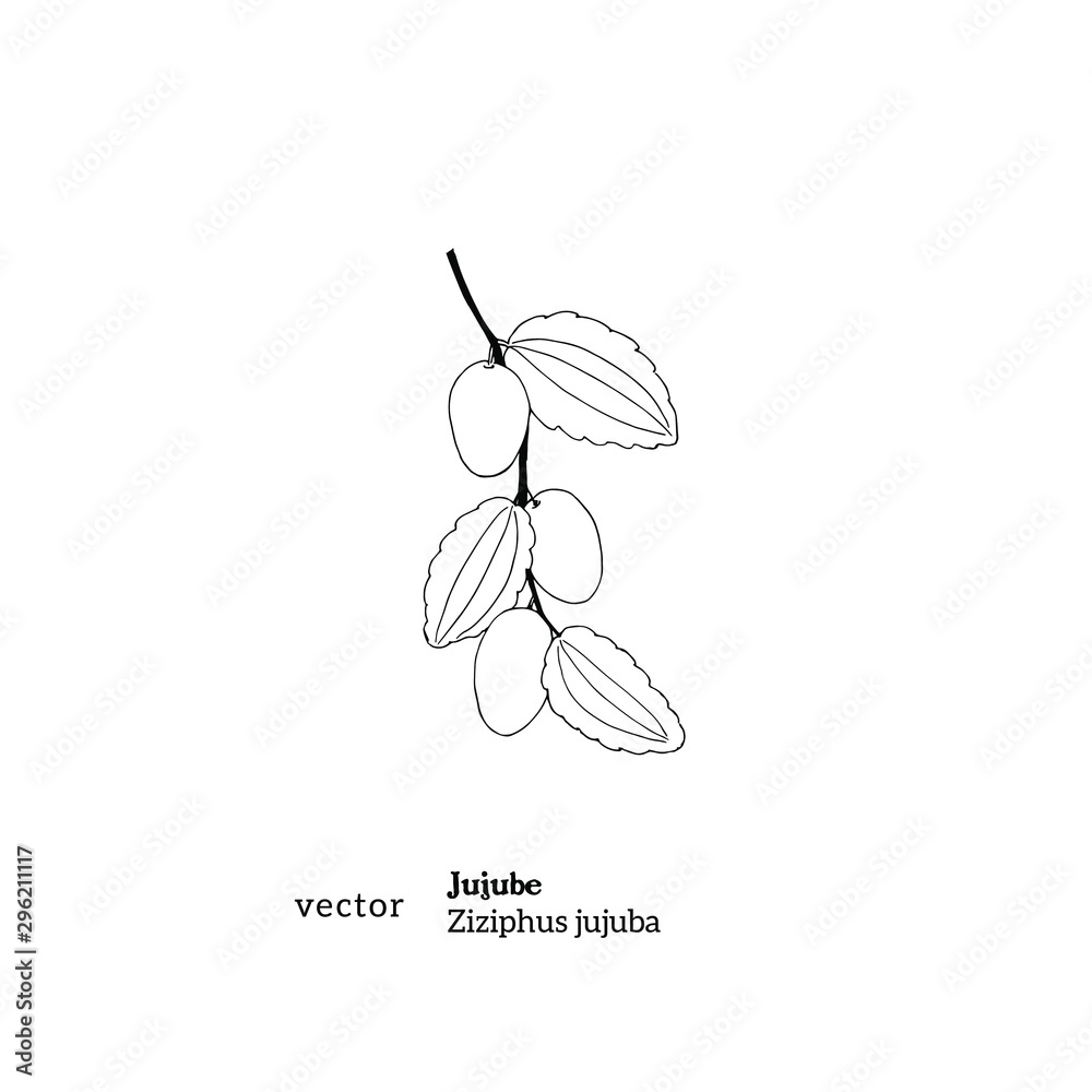 Line drawing de Jujube plant, Ziziphus jujuba, black and white ...