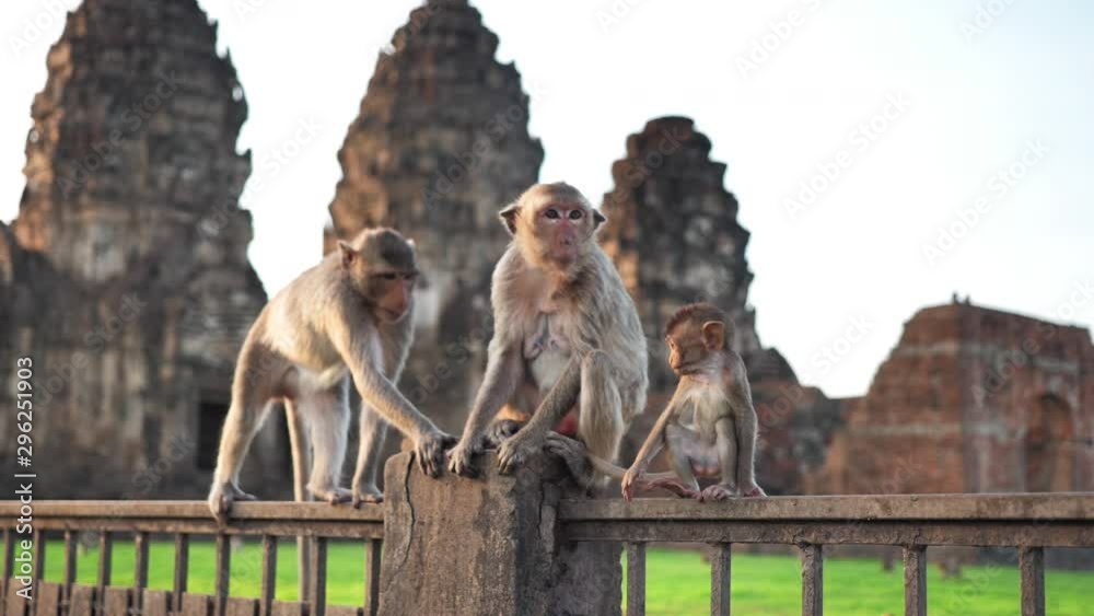 Monkeys that live in the Phra Prang Sam Yot Famous tourist, Landmark ...