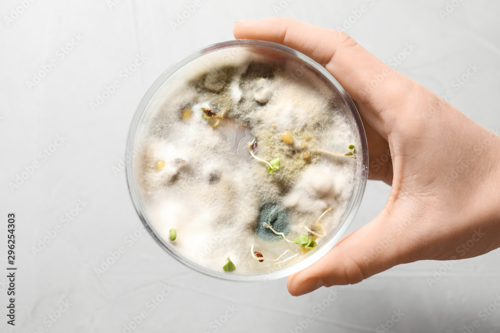 Scientist holding Petri dish with oat seeds on light background, top ...