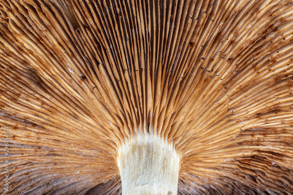 Foto de Detalle de las láminas de una seta de chopo. Agrocybe aegerita ...