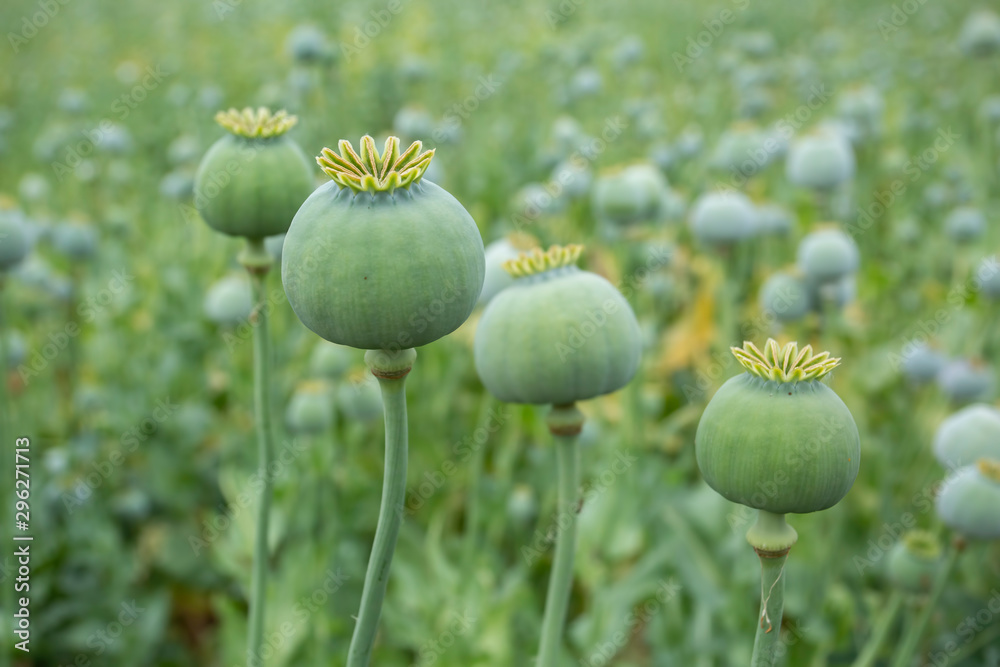 Morphine Plant