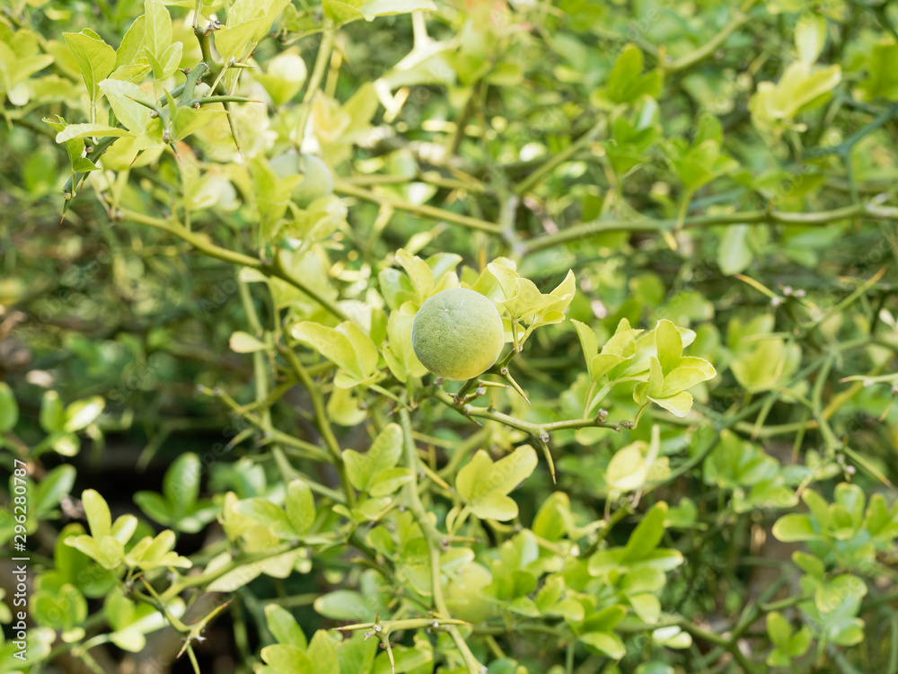 Poncirus trifoliata | Trifoliate orange or hardy orange with shiny ...