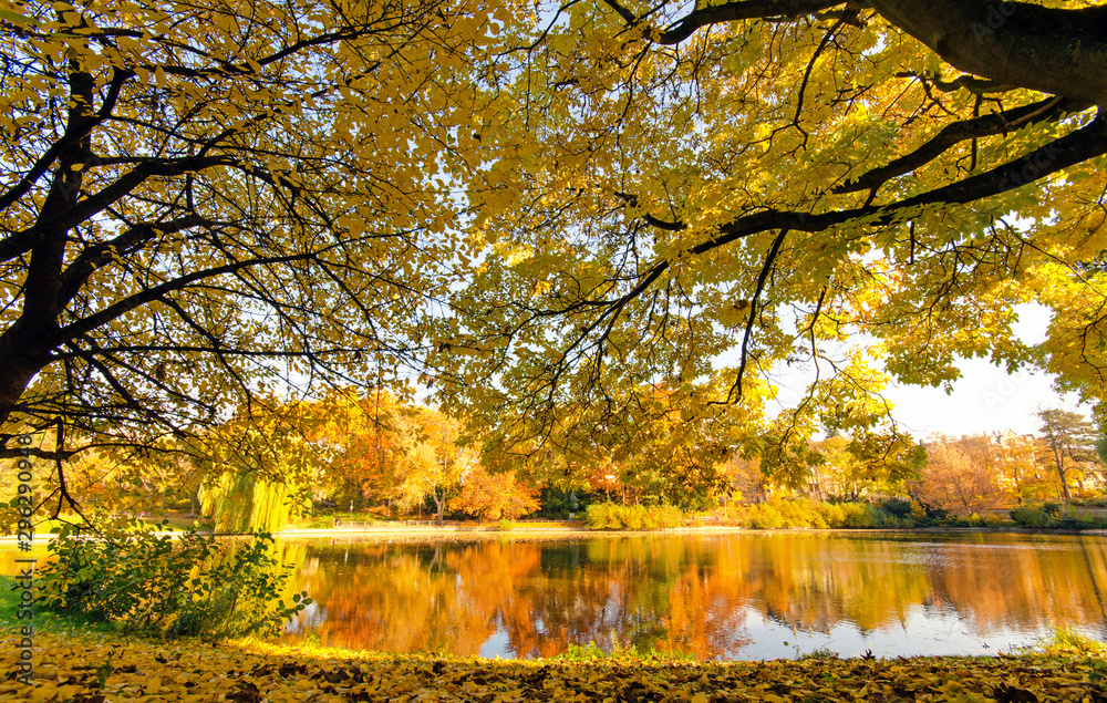 Beautiful Fall Trees