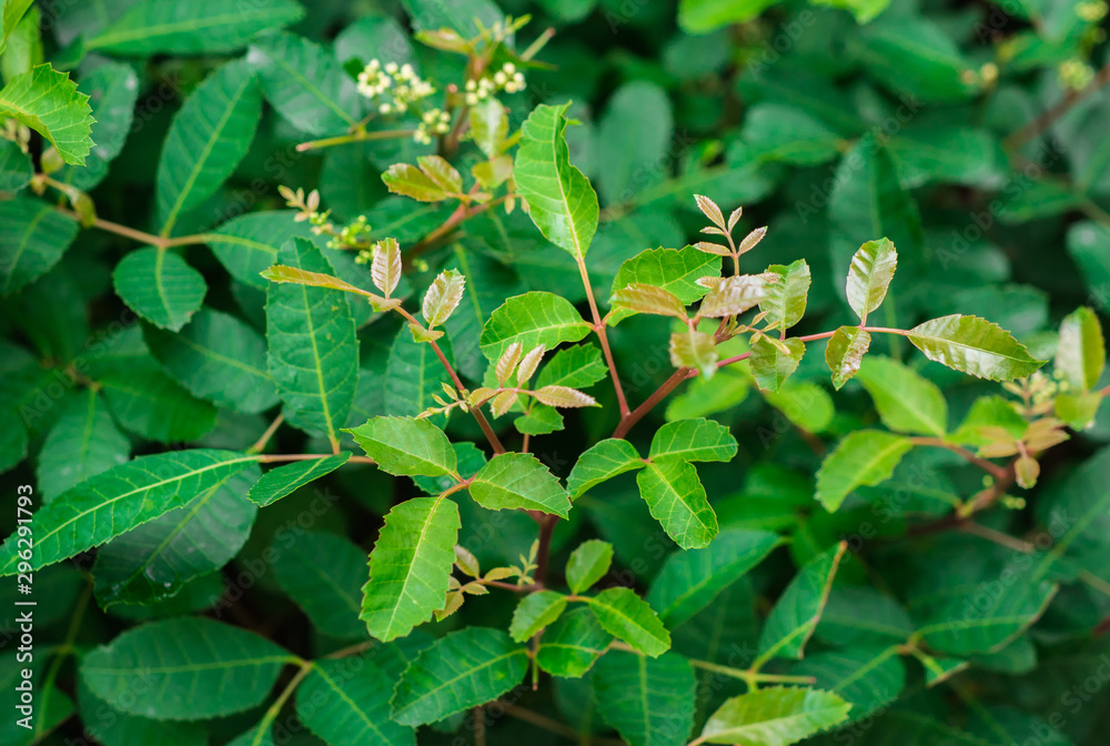 Fresh green leaves of Florida Holly, Brazilian pepper tree ...
