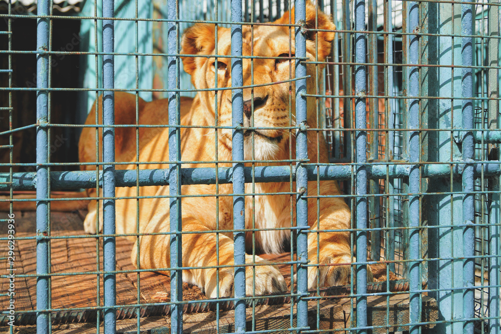 A beautiful proud lion with a magnificent mane lies in a cage of the ...