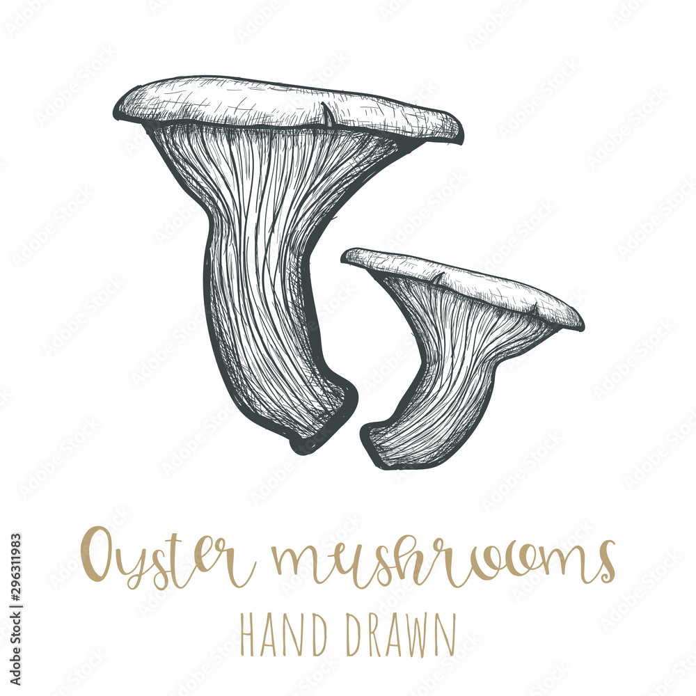 Oyster mushrooms hand drawn vector illustration, isolated drawing ...