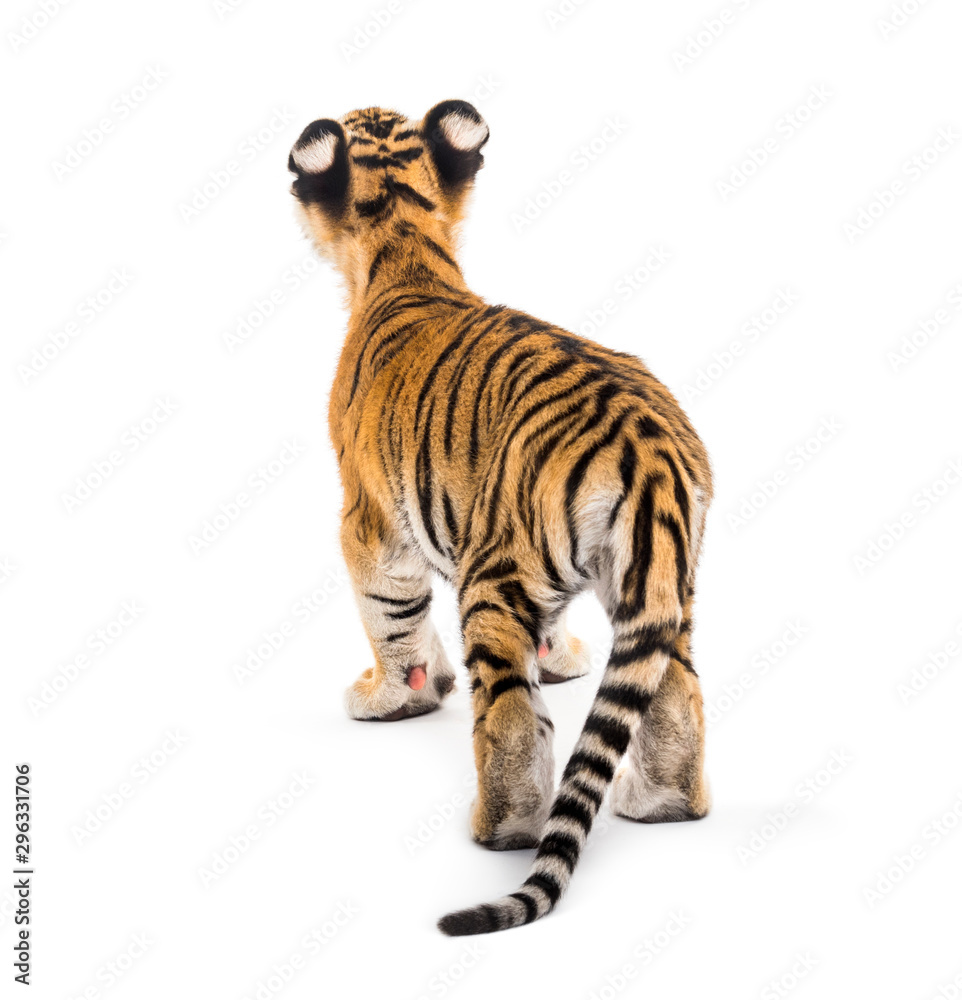 Back view of a two months old tiger cub standing, isolated on white ...