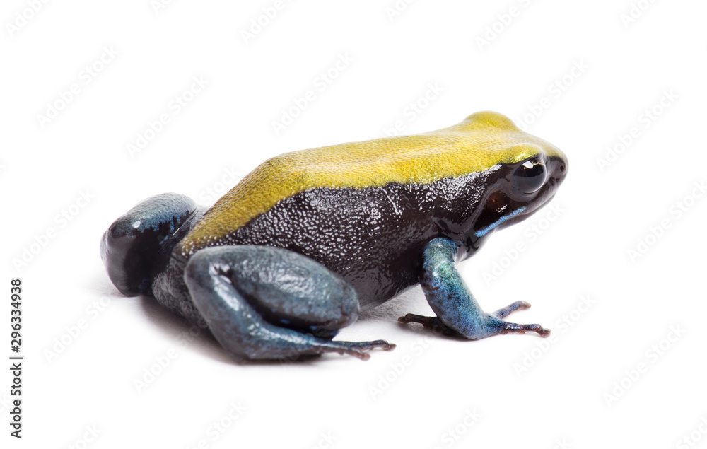 Blue-legged mantella, Mantella expectata, isolated on white Stock Photo ...