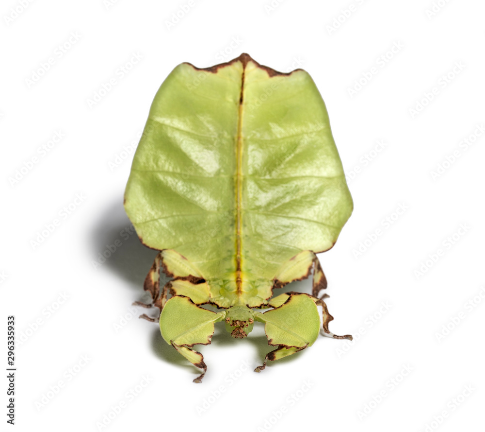 Leaf insect, Phyllium giganteum, in front of white background Stock ...