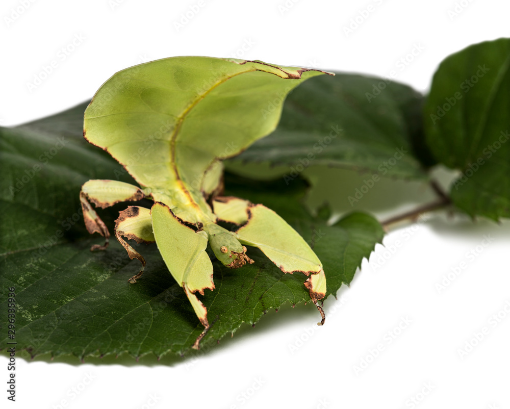 Leaf insect, Phyllium giganteum, on leaf in front of white backg Stock ...