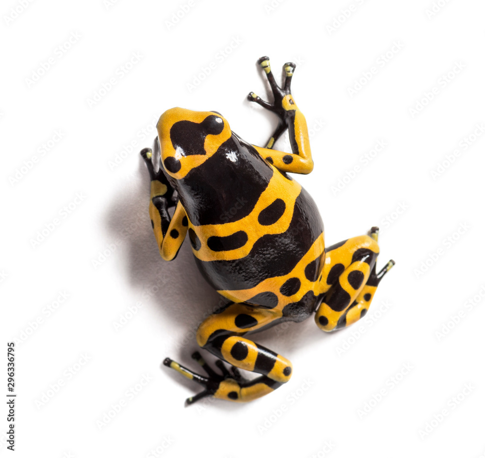 Yellow Banded Poison Dart Frog
