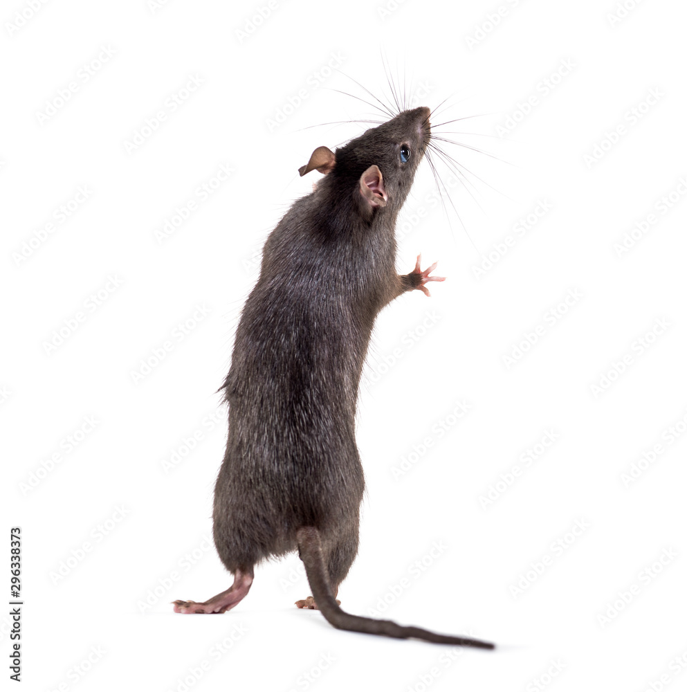 Black rat, Rattus rattus, in front of white background Stock Photo ...