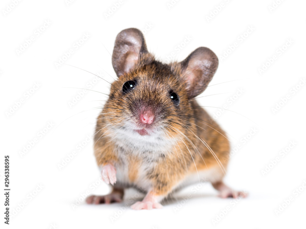 Eurasian mouse, Apodemus species, in front of white background Stock ...
