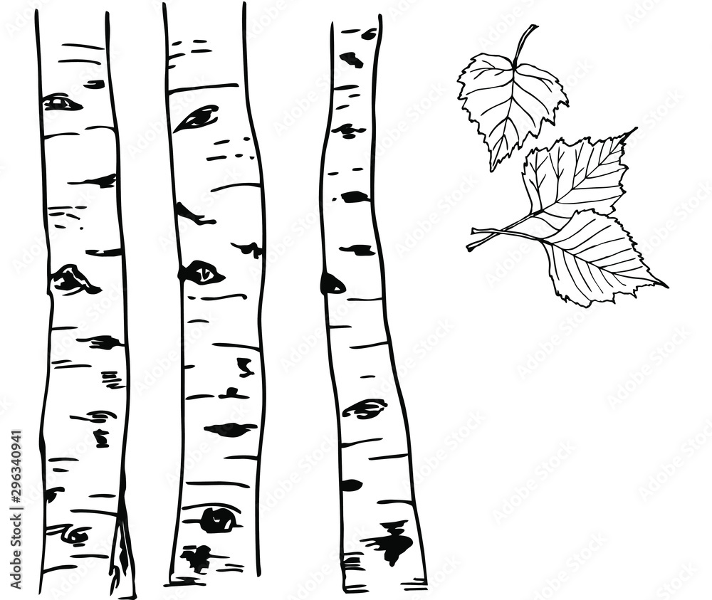 Birch vector trunks and leaves in line art style. Stock Vector | Adobe ...