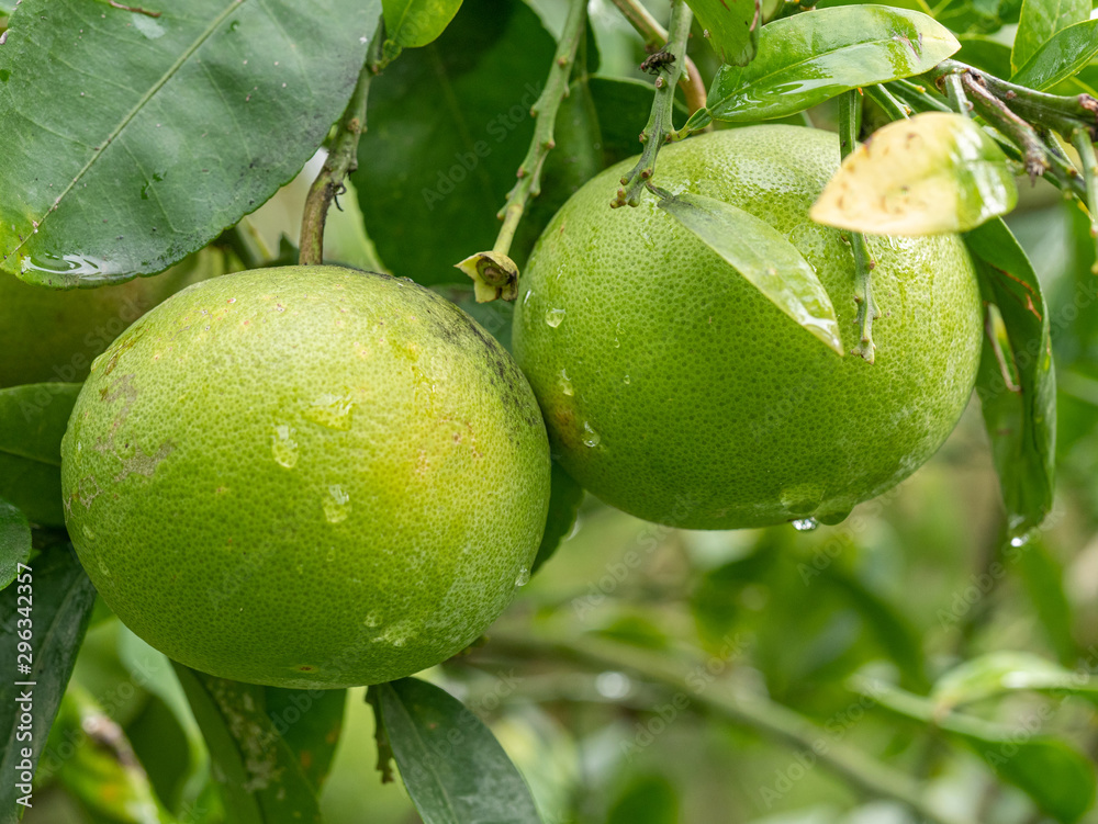 Grapefruit Tree Leaves