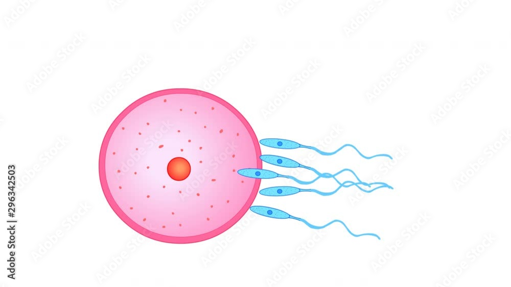 Fertilization Fertilizer The Introduction Of Sperm Into The Egg And