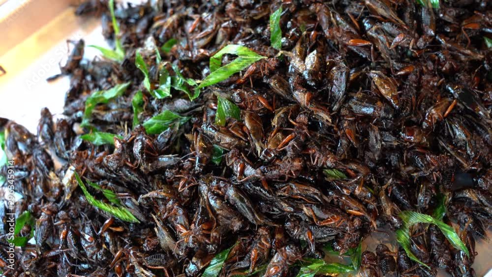 Deep fried Cicada is one of the normal traditional local Thai food in ...