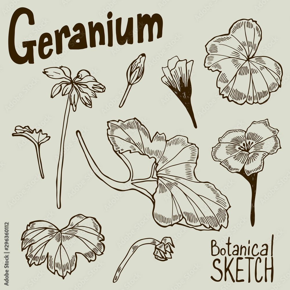Outline Drawings Of Geraniums