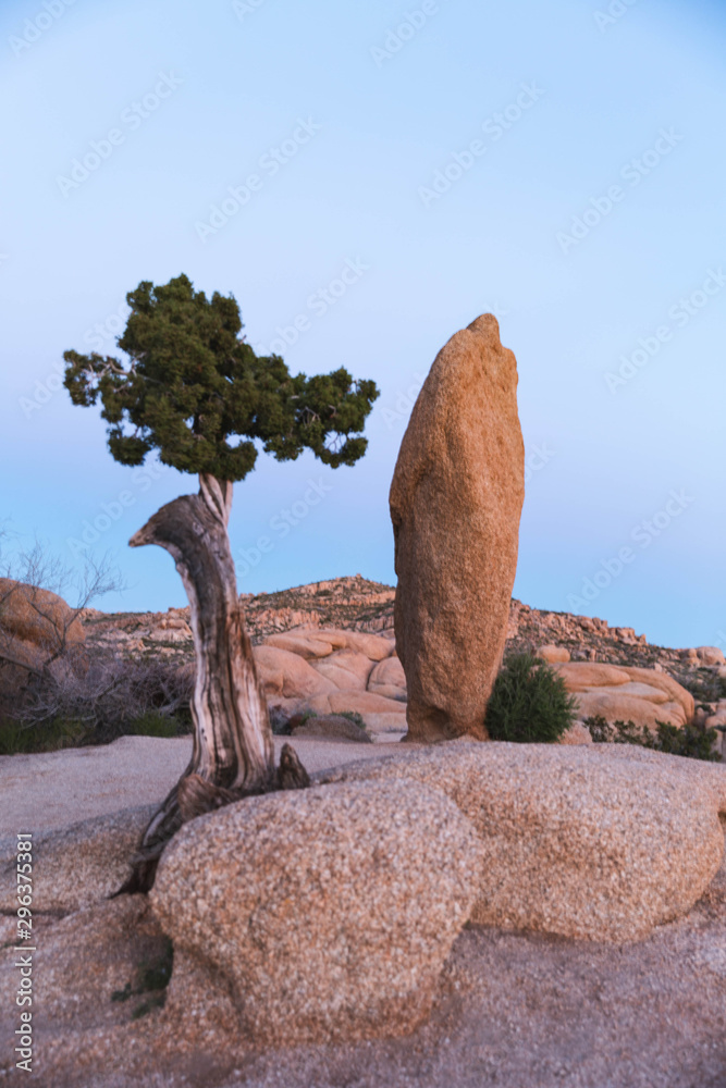 Juniper tree at Jumbo Rocks Campground in Joshua Tree National Park ...