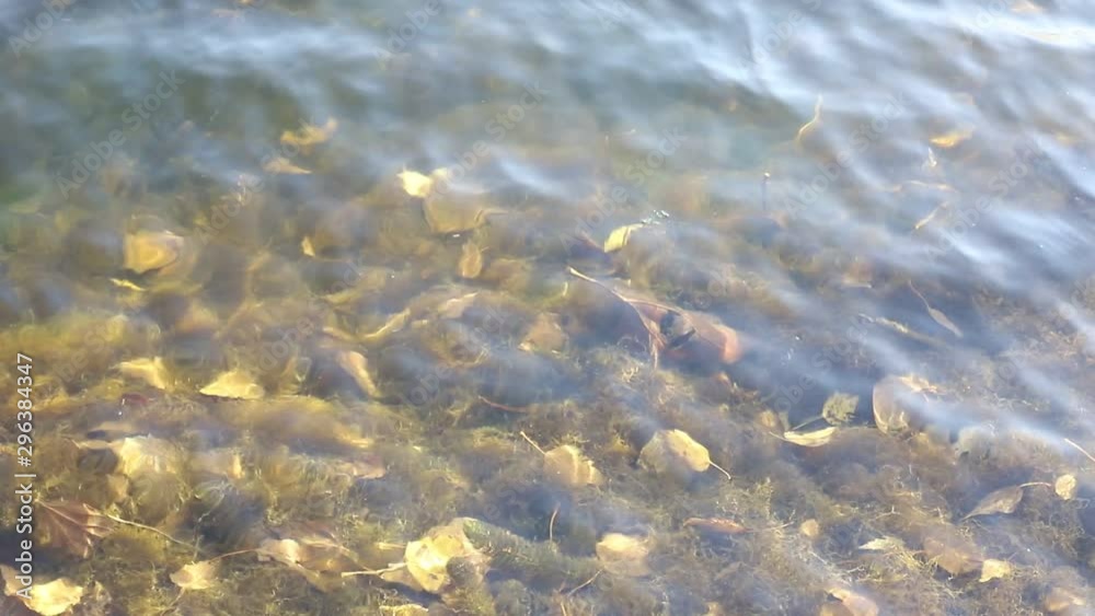 the bottom of the river. background. closeup of mossy bottom of fallen ...