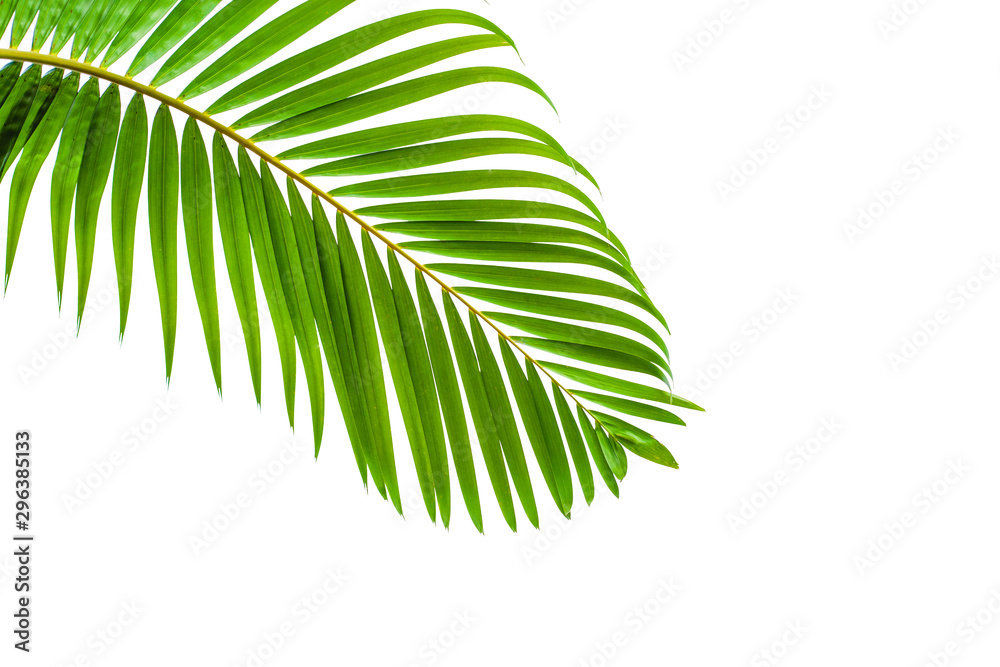 tropical coconut leaf isolated on white background, summer background ...