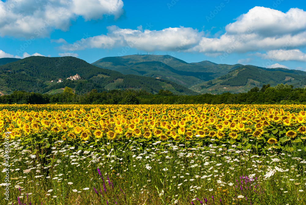 Paesaggio tipico Toscano con Girasoli - Typical Tuscan landscape Stock ...