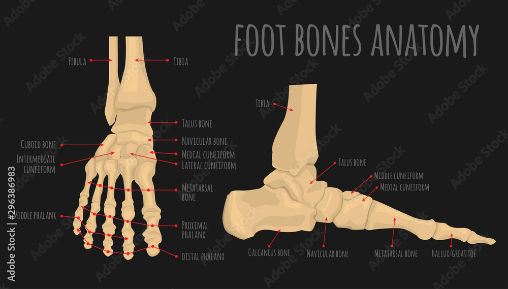 Foot Bones Anatomy Stock Vector | Adobe Stock