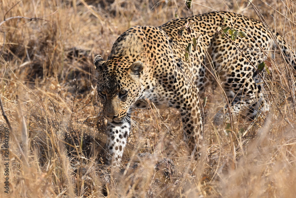 Leopard Stalking