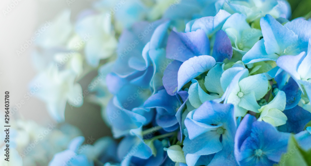 Rounded clusters of Hydrangea Macrophylla Altona blue flowers ...