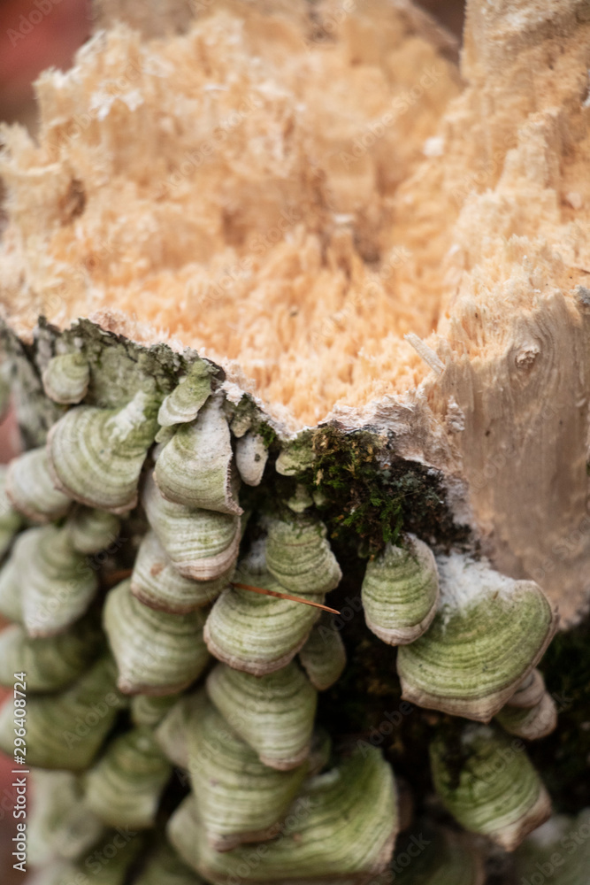 Beaver Chewed Log wit Green Shelf Fungi. Ragged chewed wood. Light ...